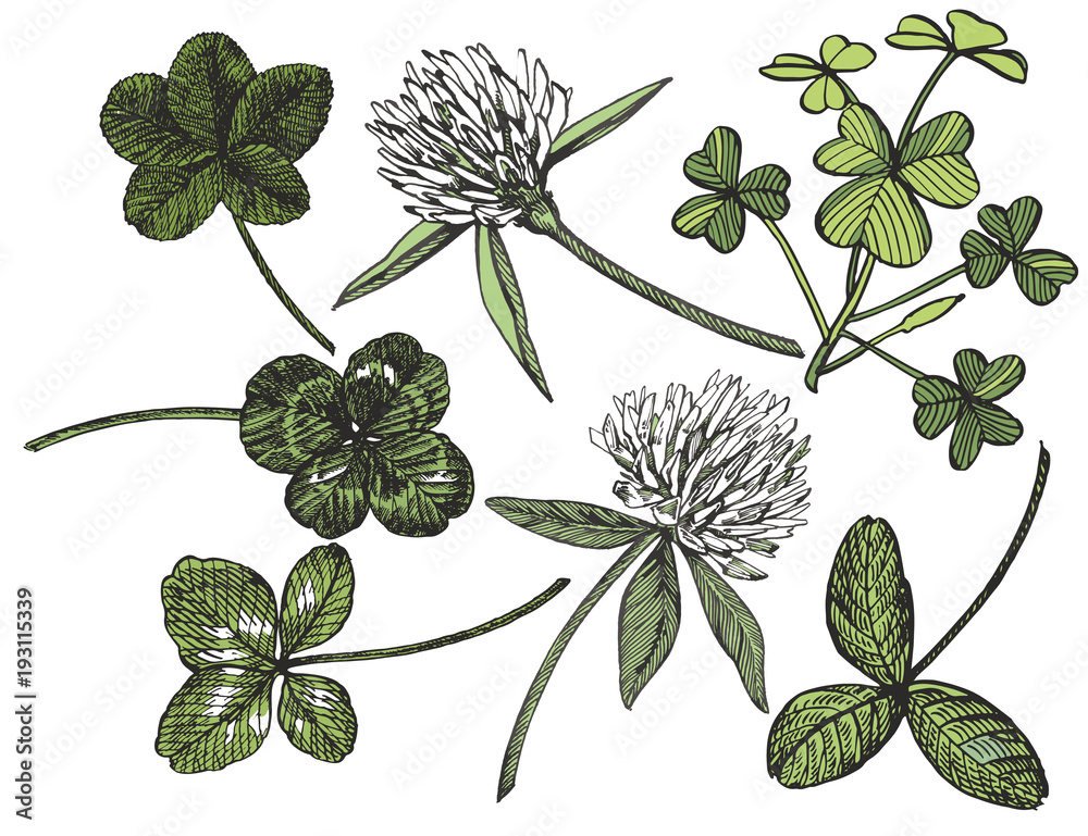 Clover vector set. Isolated wild plant and leaves on white background ...