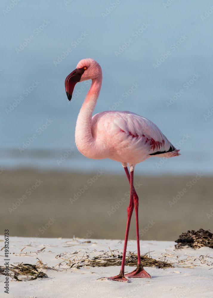 Lesser Flamingo