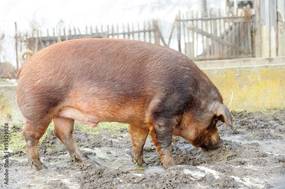 Big producer of red wild boar. Meat breed of pigs Duroc. Pigs grazing ...