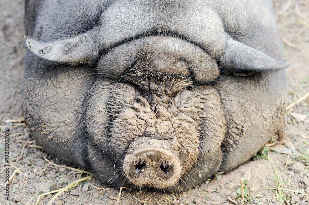 The fattened fat pig of the Vietnamese breed is visibly invisible. The ...