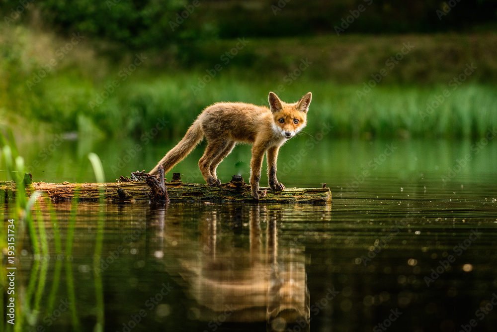 Red fox in the woods(Vulpes vulpes) Stock Photo | Adobe Stock