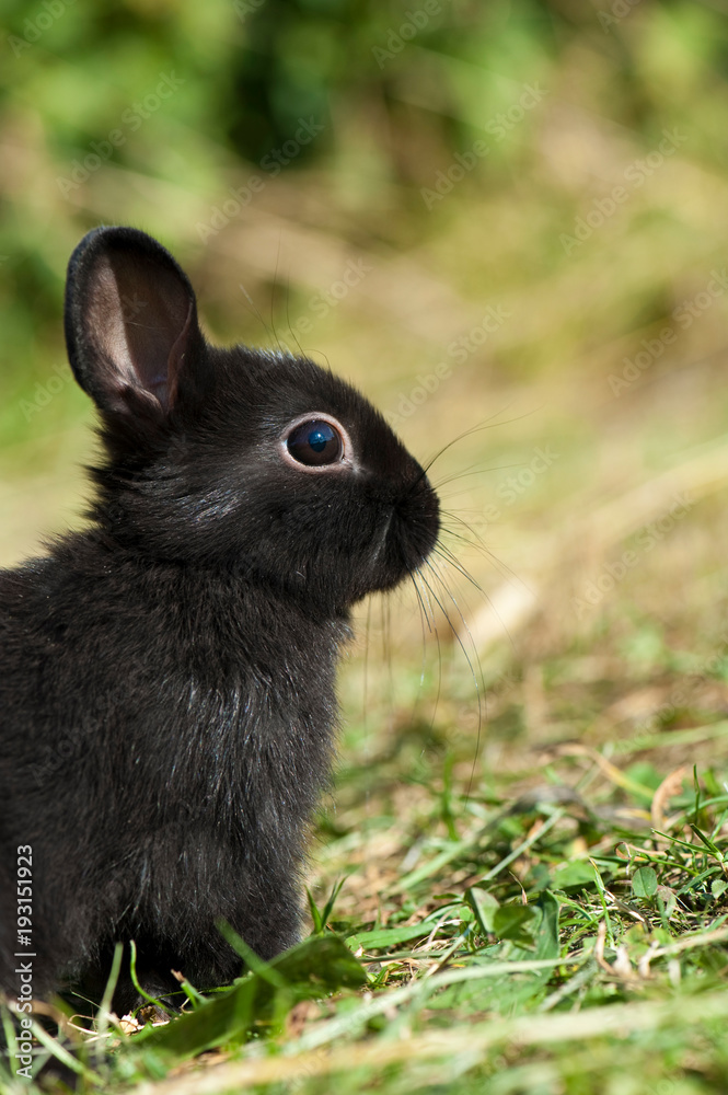 Junges schwarzes Zwergkaninchen sitzt in einer Wiese Stock Photo ...