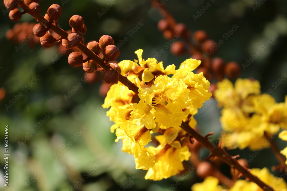 Peltophorum pterocarpum tree flowers and buds view in the garden Stock ...