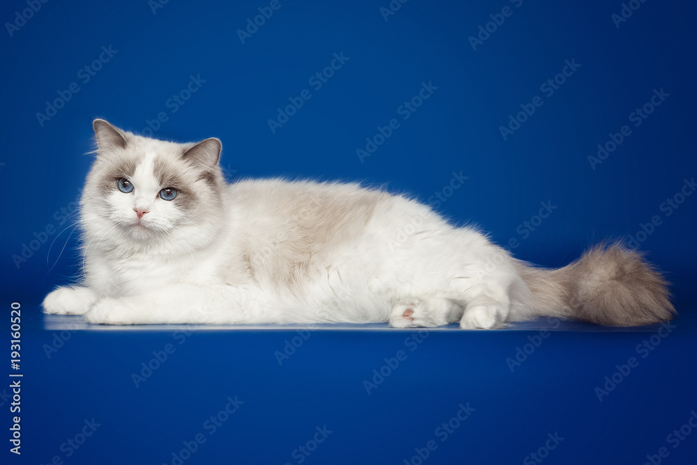 Fluffy beautiful white cat ragdoll, posing lying on studio blue ...