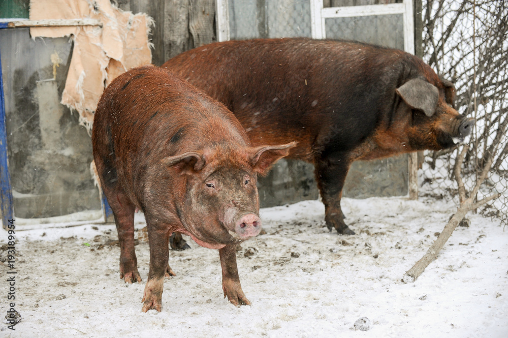 Big producer of red wild boar. Meat breed of pigs Duroc. Pigs grazing ...