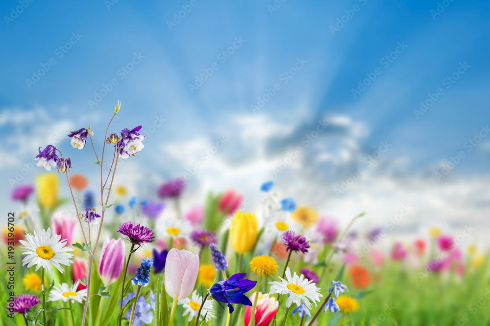 Nature background with wild flowers Stock Photo | Adobe Stock
