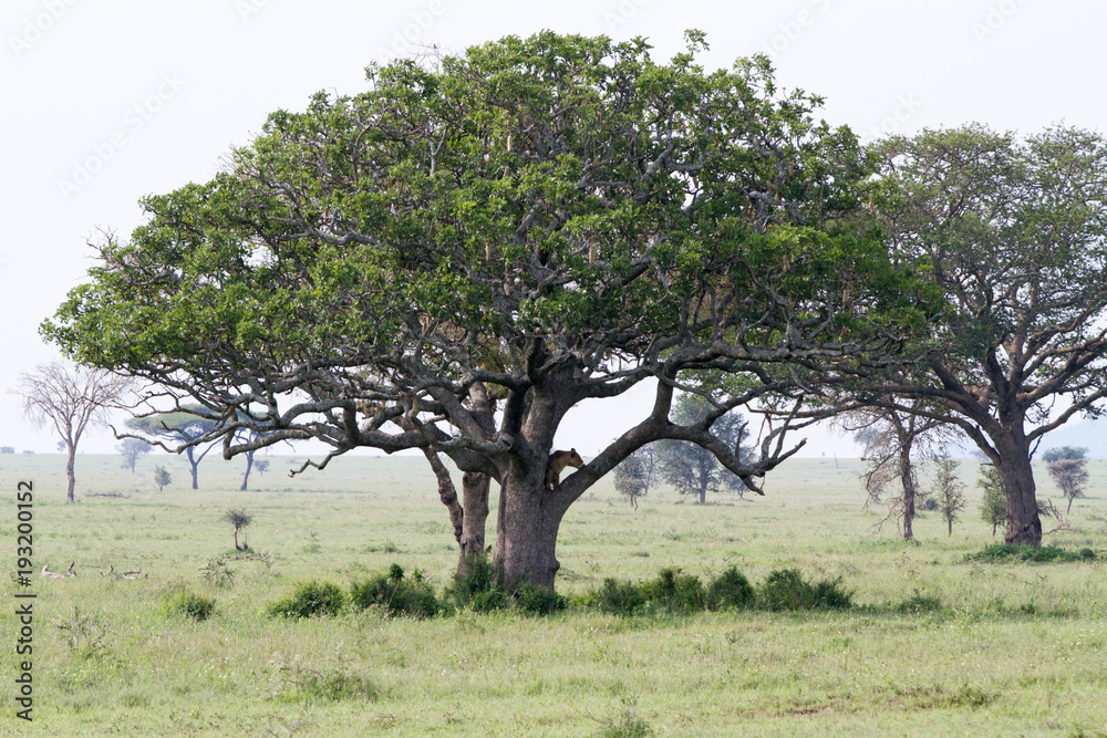 East African lionesses (Panthera leo) and tree in Serengeti National ...