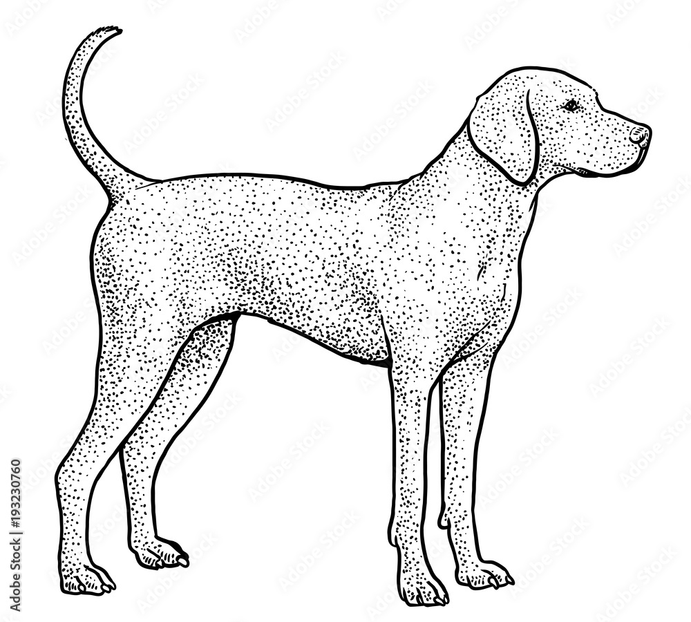 Hungarian vizsla illustration, drawing, engraving, ink, line art ...
