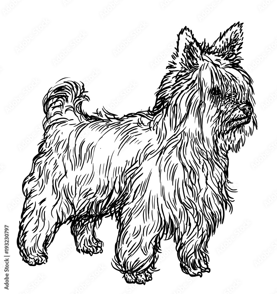 Yorkshire terrier illustration, drawing, engraving, ink, line art ...