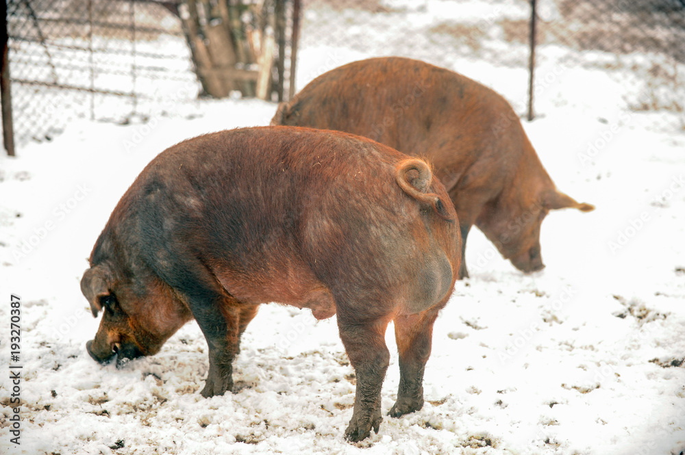 Big producer of red wild boar. Meat breed of pigs Duroc. Pigs grazing ...