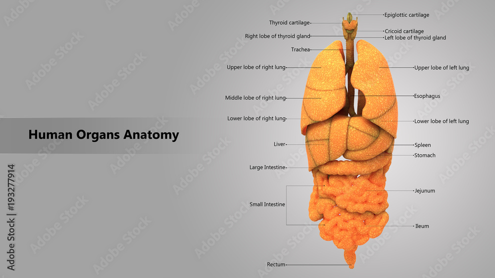 Human Body Organs Detailed Labels Anatomy ilustração do Stock | Adobe Stock
