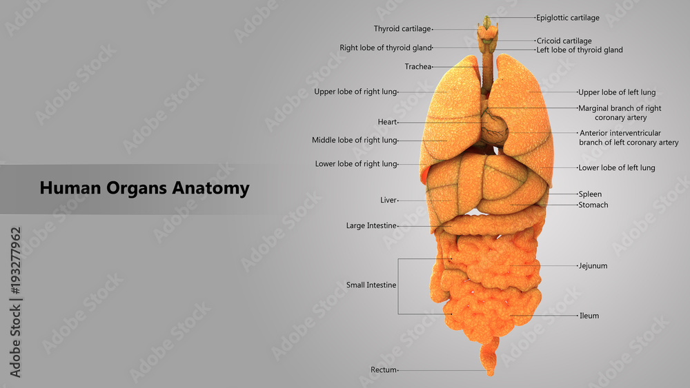 Human Body Organs Detailed Labels Anatomy Stock Illustration | Adobe Stock