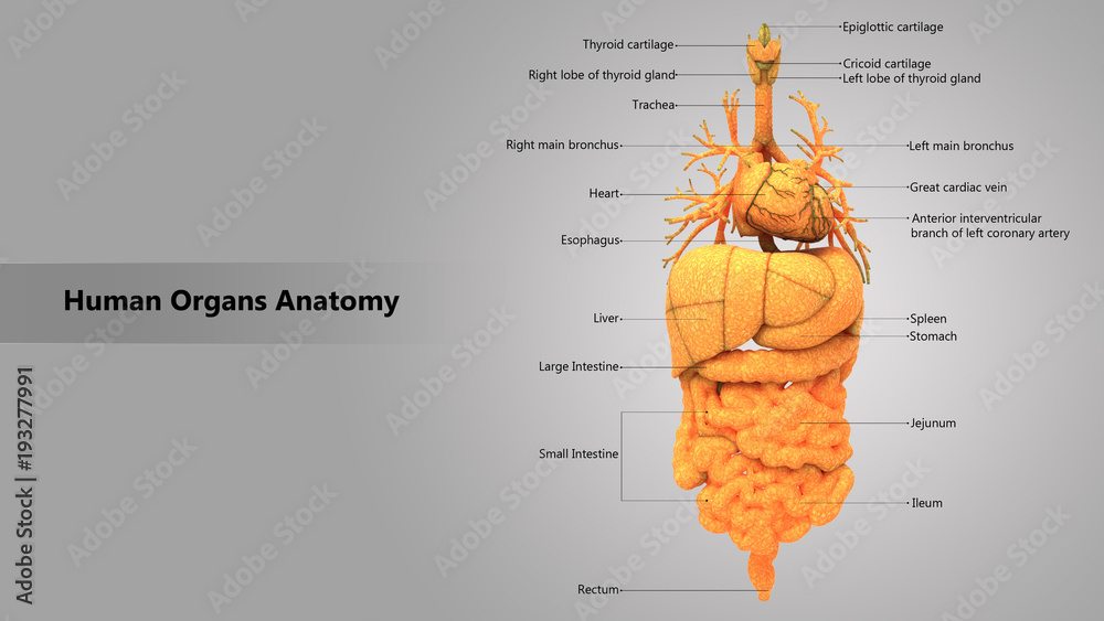 Human Body Organs Detailed Labels Anatomy Stock Illustration | Adobe Stock