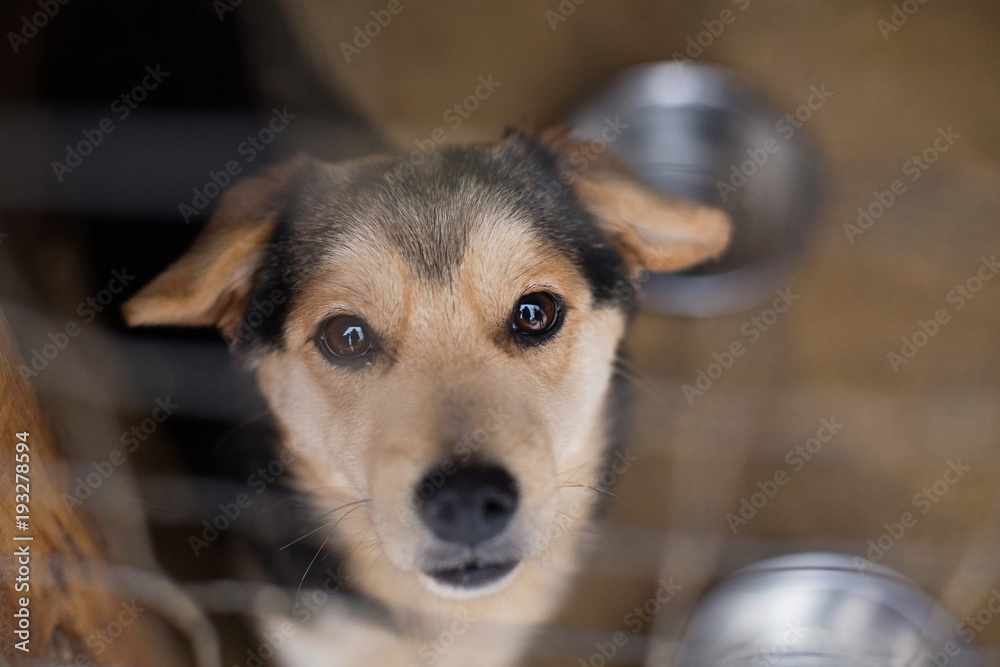 the homeless dog behind the bars looks with huge sad eyes with the hope ...