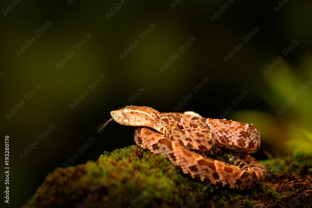 Poison snake Fer-de-lance in nature habitat. Common Lancehead, Bothrops ...