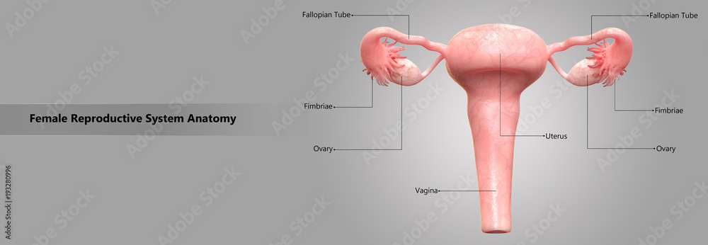 Female Reproductive System Detailed Labels Anatomy Stock Illustration ...