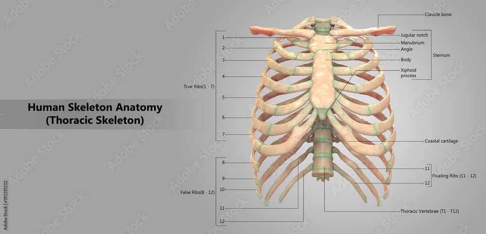 Human Skeleton System Thoracic Skeleton with Detailed Labels Anatomy ...