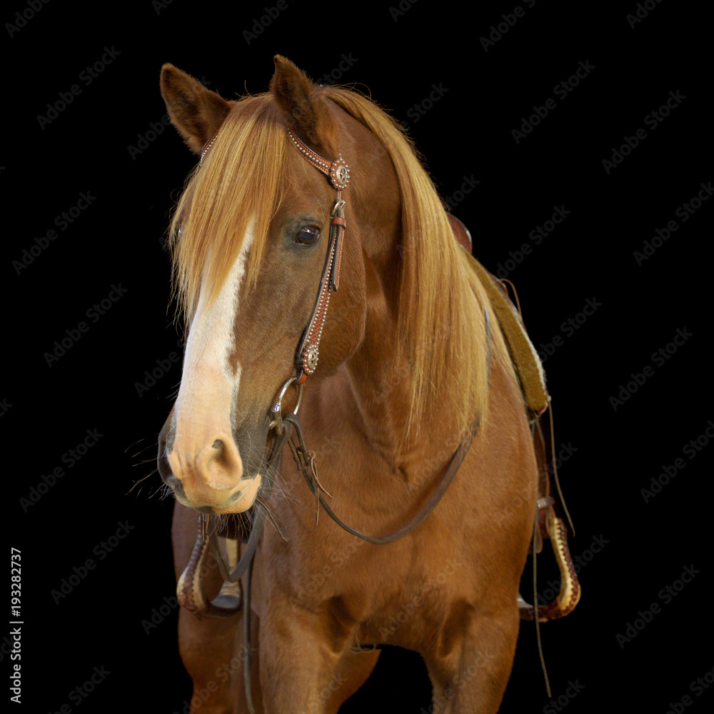 Westernpferd Stock Photo | Adobe Stock