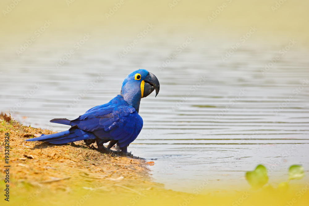 The Hyacinth Macaw In Brazil