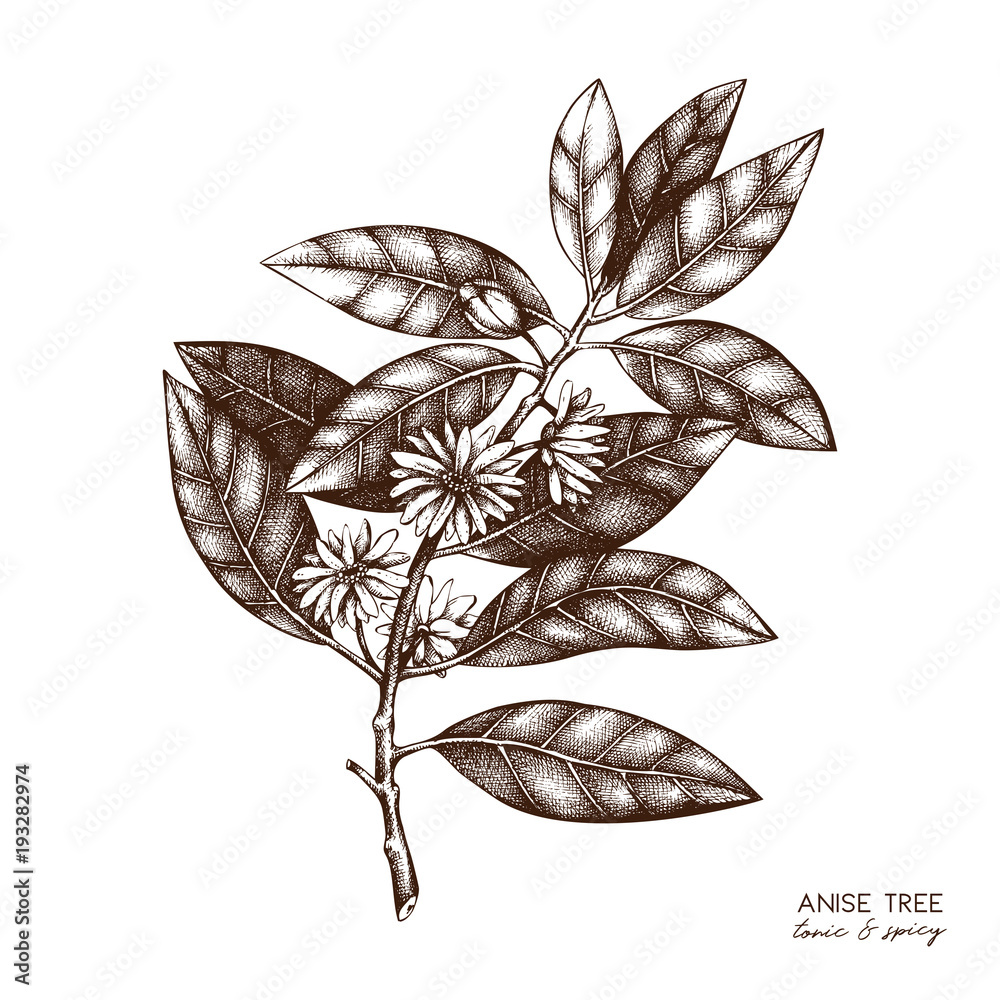 Botanical illustration of anisetree in flowers and leaves. Vector hand ...