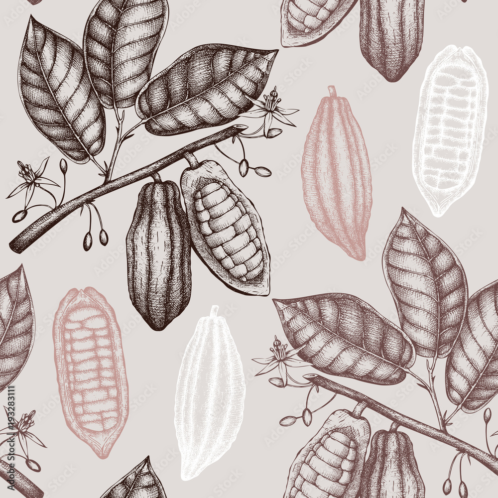 Vector Cocoa tree illustration. Vintage background with hand drawn with ...
