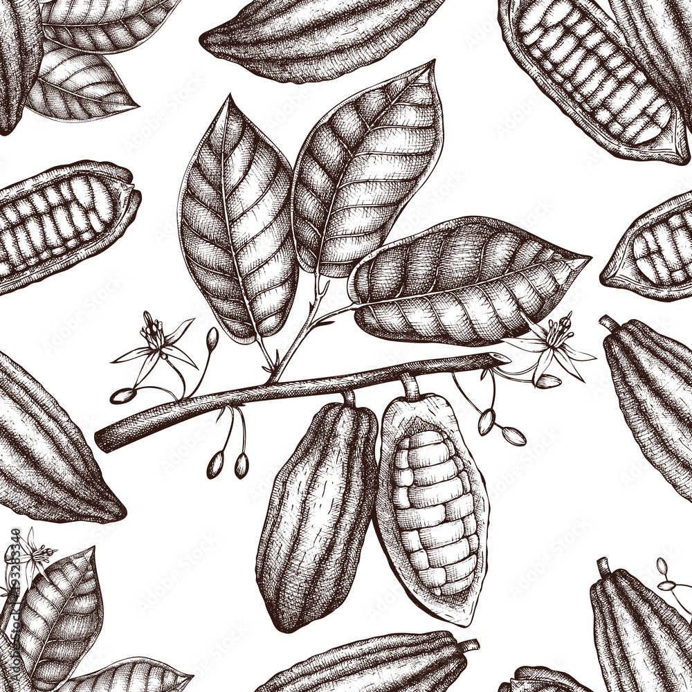 Vector Cocoa tree illustration. Vintage background with hand drawn with ...