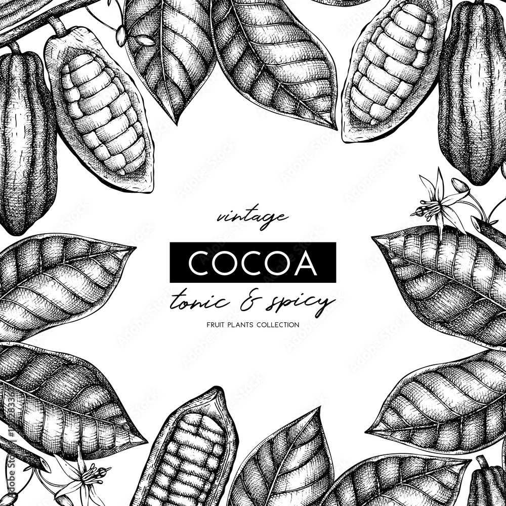 Vector Cocoa tree illustration. Vintage background with hand drawn with ...
