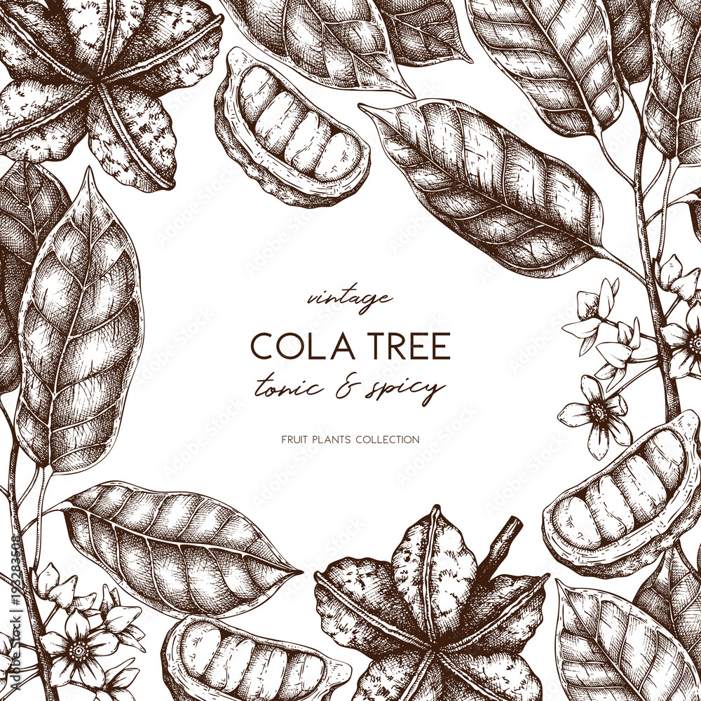 Vector Cola tree vintage sketch. Vintage design with hand drawn with ...