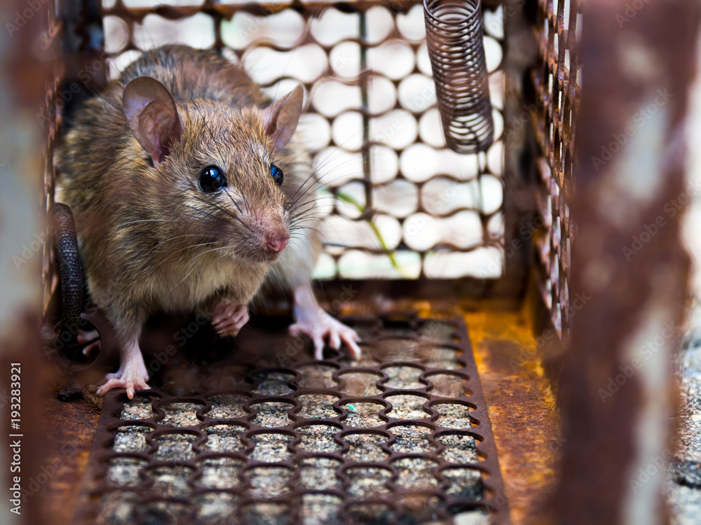 Diseases From Rats To Humans
