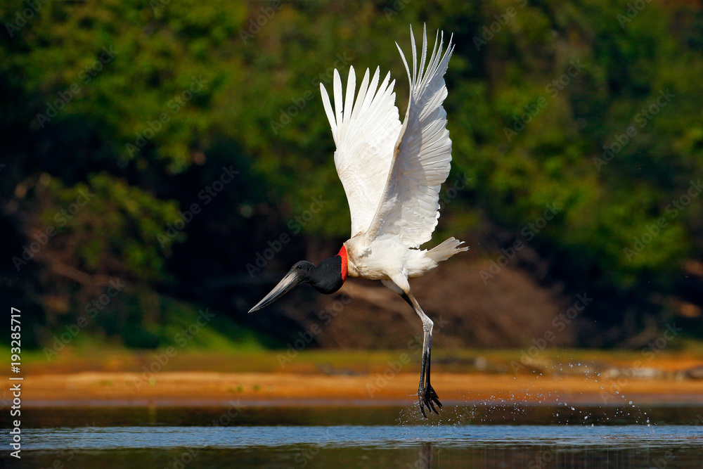Flying white bird in tropic forest. Jabiru stork flight. Jabiru, Jabiru ...