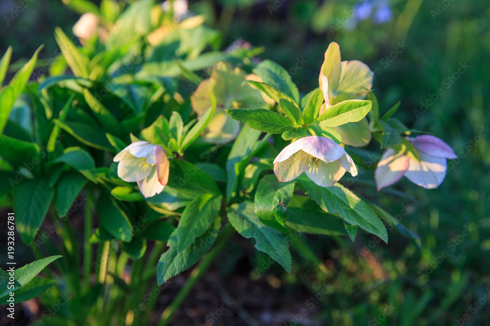 White hellebore Helleborus hybridus with purple spots in a garden ...
