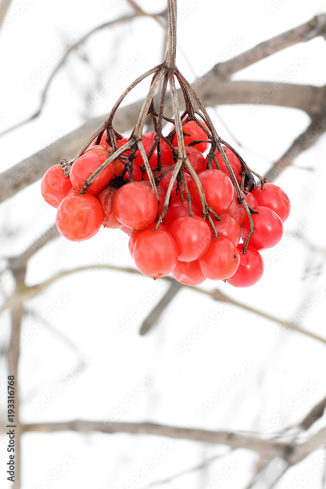 Winter Frozen Viburnum Under Snow. Viburnum In The Snow. First snow ...
