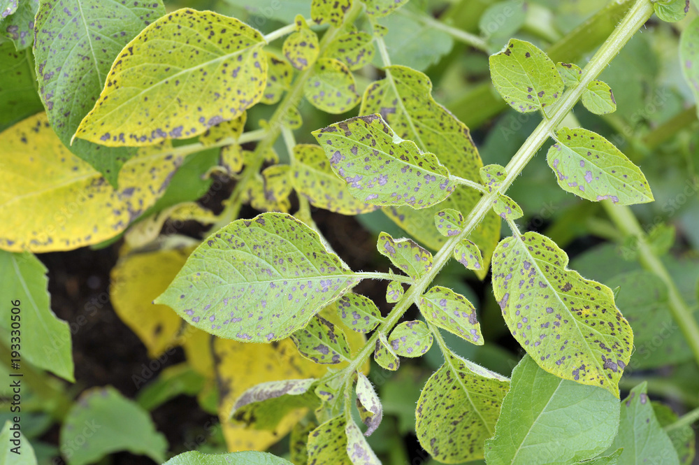 Photo & Art Print Potato, Graham