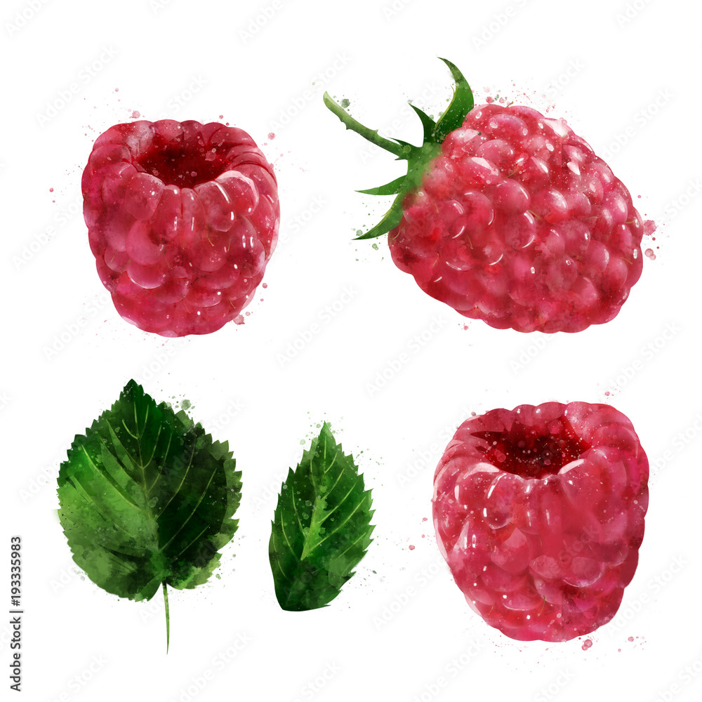 Raspberries on white background. Watercolor illustration Stock ...