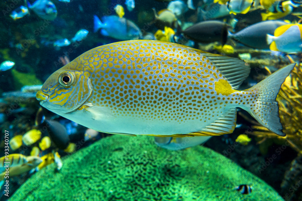 Yellow Spot rabbitfish Siganus guttatus - tropical sea fish, close up ...