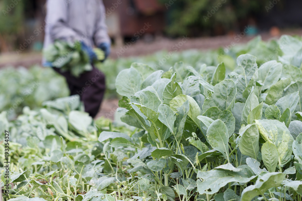 Blur background of Farmers harvesting kale on the farm Stock Photo ...