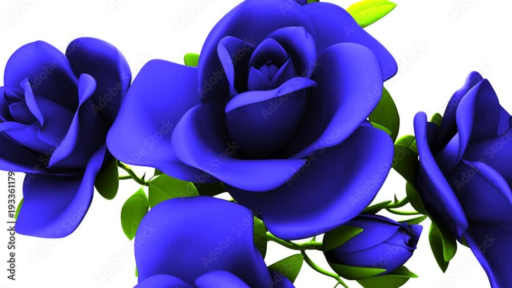 Blue Roses Bouquet On White Background.Loop able 3DCG render Animation ...