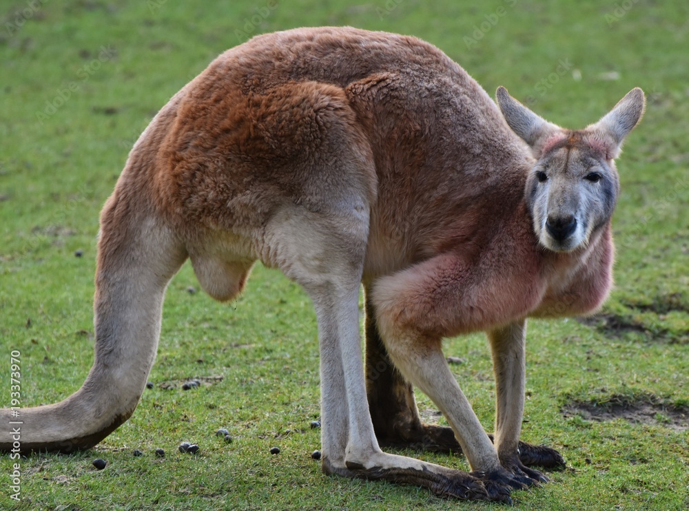 The red kangaroo (Macropus rufus) is the largest of all kangaroos, the ...