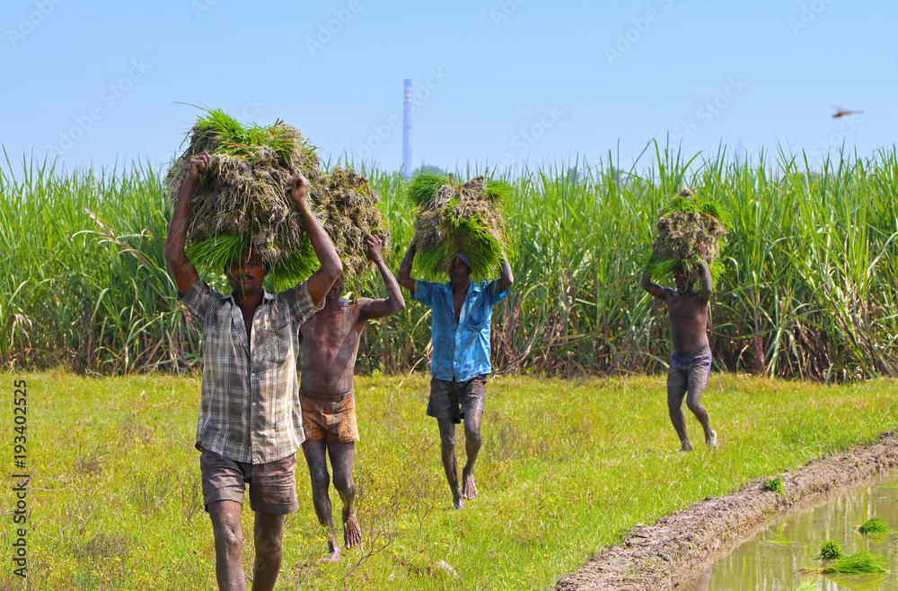 Indian Young man Carrying the Rice Plants Stock Photo | Adobe Stock