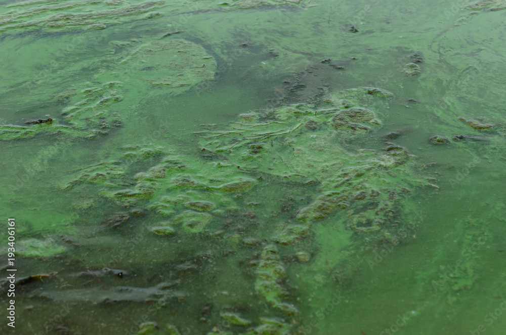 Green algae pollution on a water surface Stock Photo | Adobe Stock