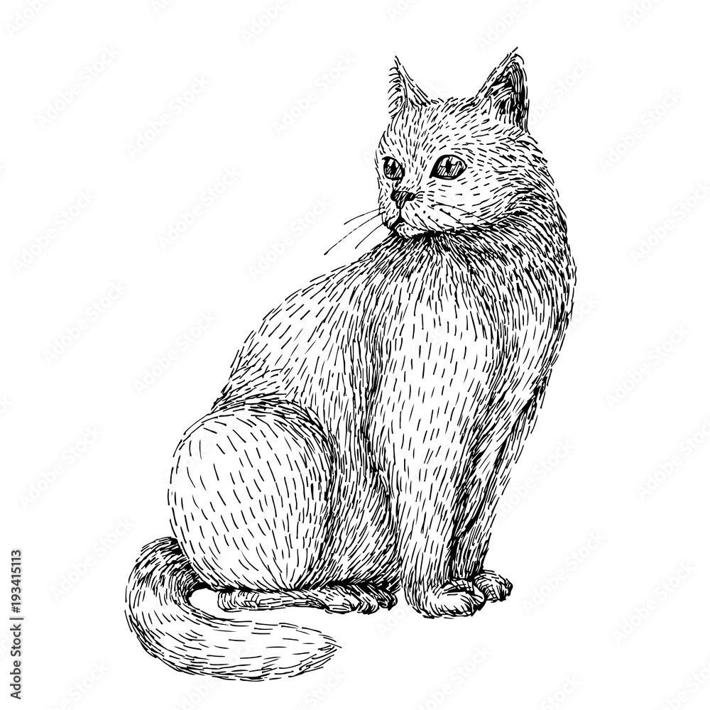 Hand Drawn Illustration Of Cat Line Art Sketch Style Of Sitting White Hand Drawn Illustration Of Cat Line Art Sketch Style Of Sitting White