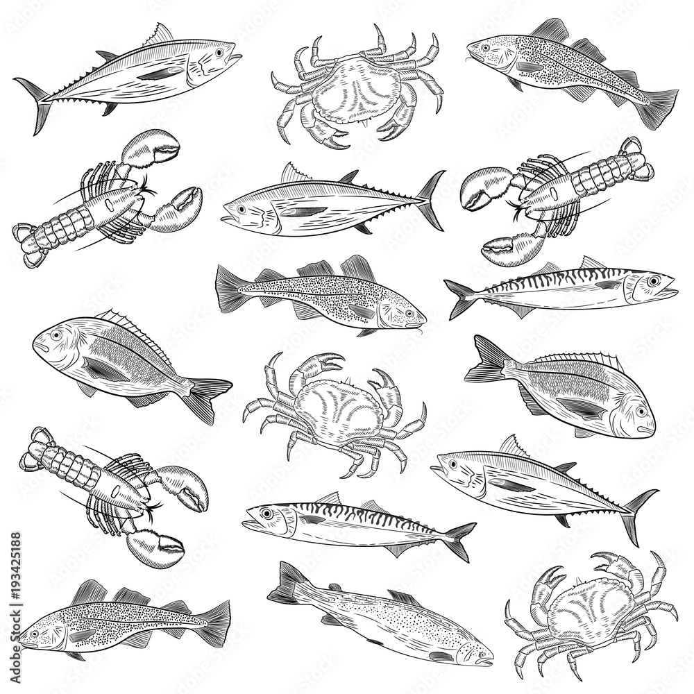 Sea Fishes Drawing