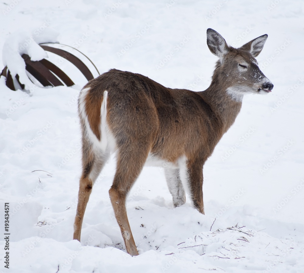 Whitetail deer with snow on it's face and tongue sticking out Stock ...