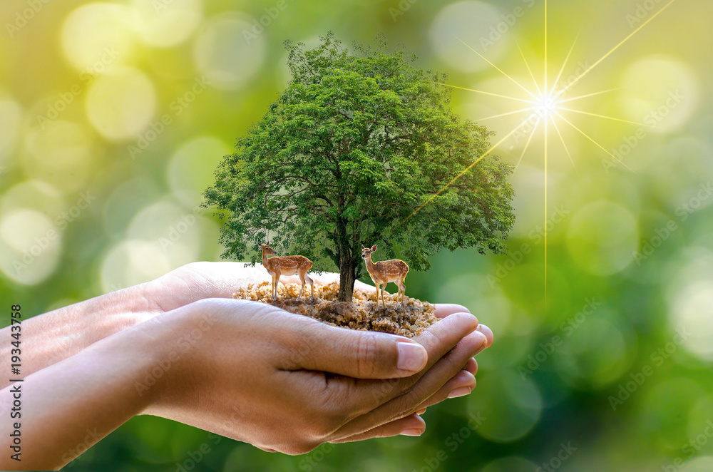 tree in the hands of trees growing seedlings. Bokeh green Background ...