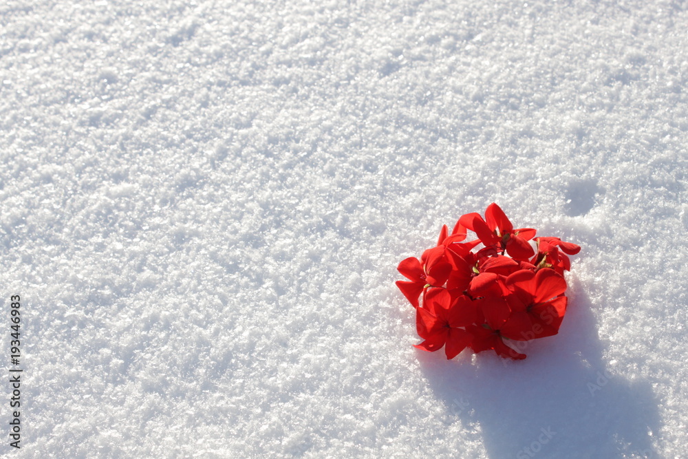 bunch of red flowers on a fresh snow in sunny late winter outside Stock ...