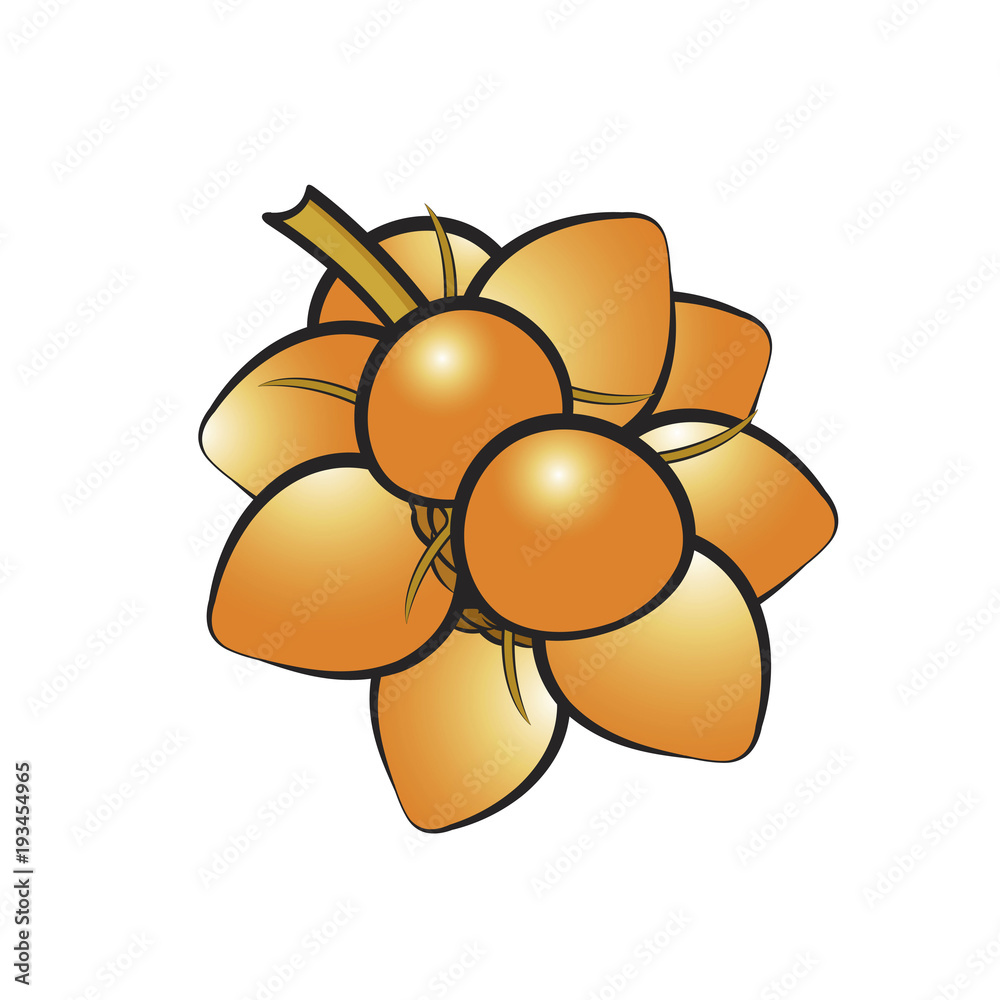 bunch of king coconut vector cartoon Stock Vector | Adobe Stock