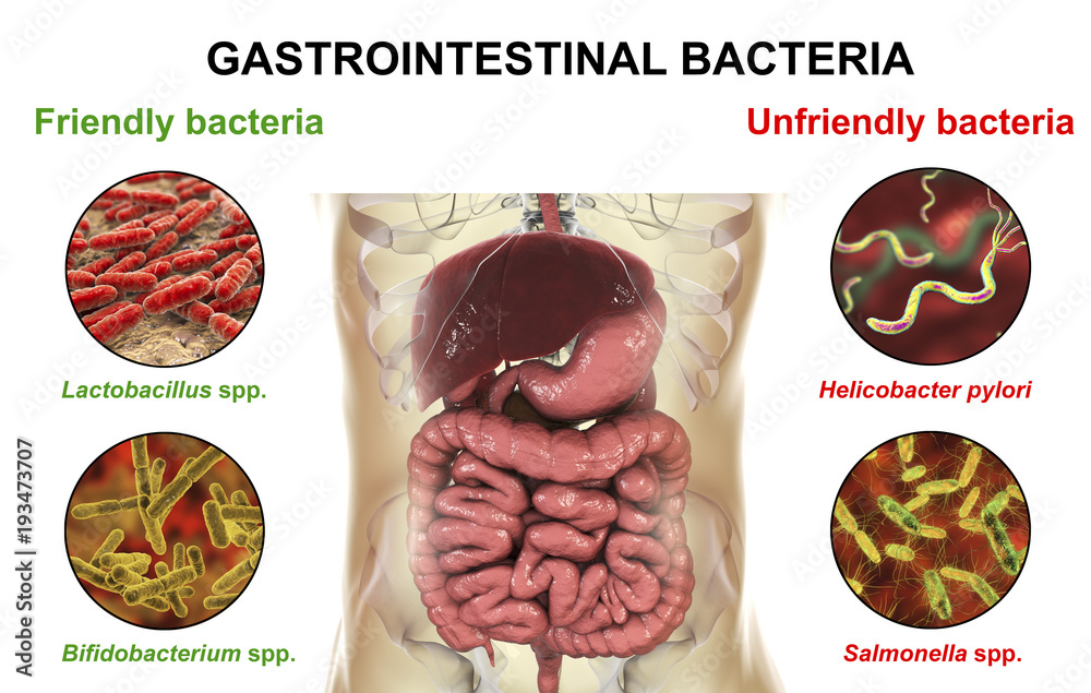 Friendly and unfriendly gastrointestinal bacteria, 3D illustration ...