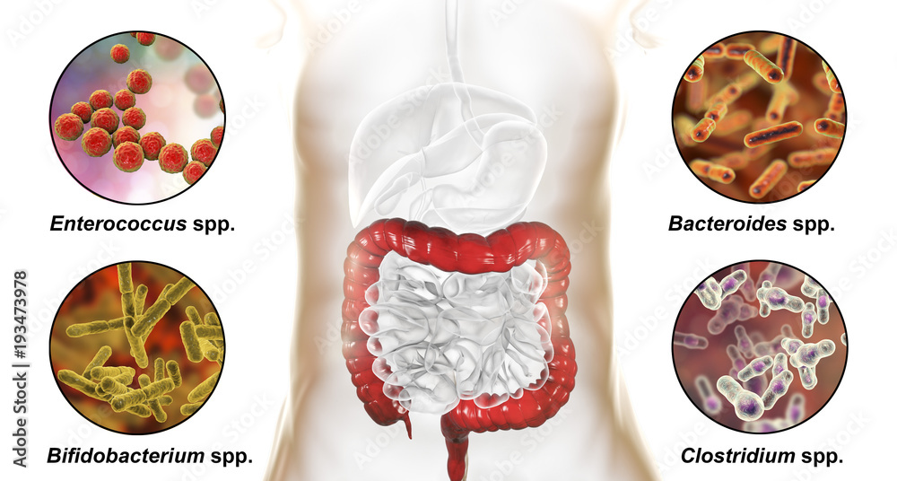 Large intestinal microbiome, bacteria colonizing large intestine ...