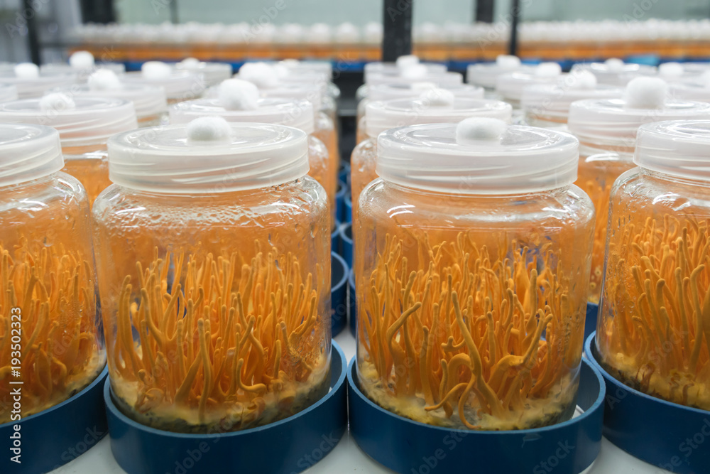 Cordyceps mushroom in laboratory room controlled tempurature Stock ...
