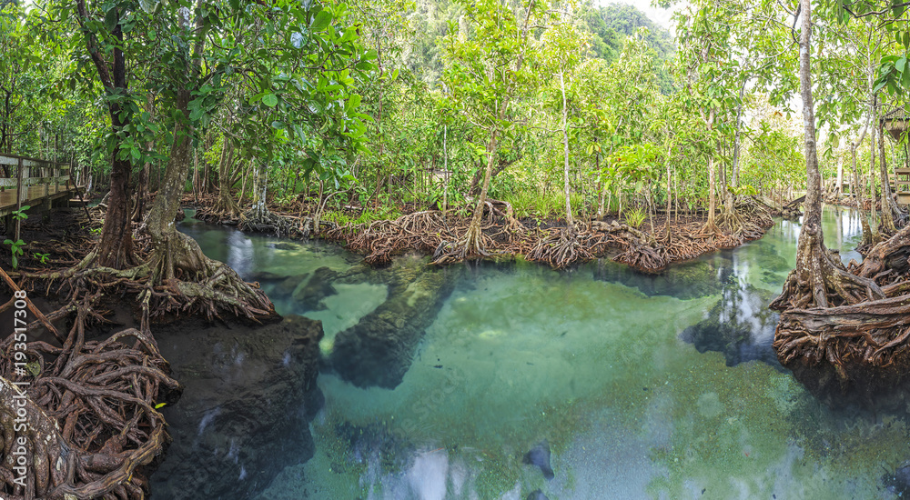 Canadian Peat Swamps